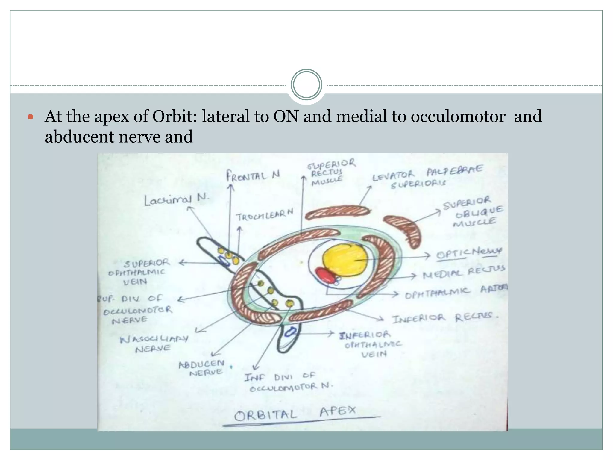 BLOOD SUPPLY OF VISUAL PATHWAY | PPTX