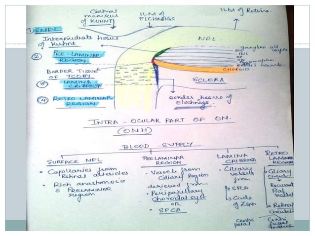 BLOOD SUPPLY OF VISUAL PATHWAY | PPTX | Eye and Vision Conditions ...