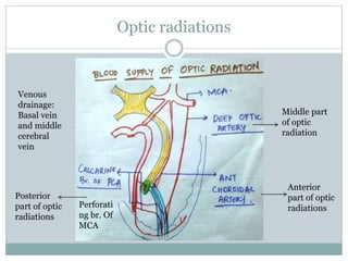 BLOOD SUPPLY OF VISUAL PATHWAY | PPT