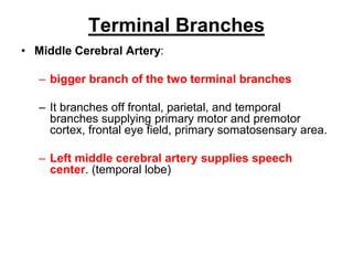 Blood supply to brain | PPT