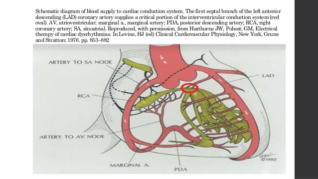Blood supply to cardiac conduction system