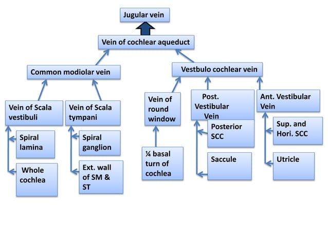 Blood supply to cochlea.pptx