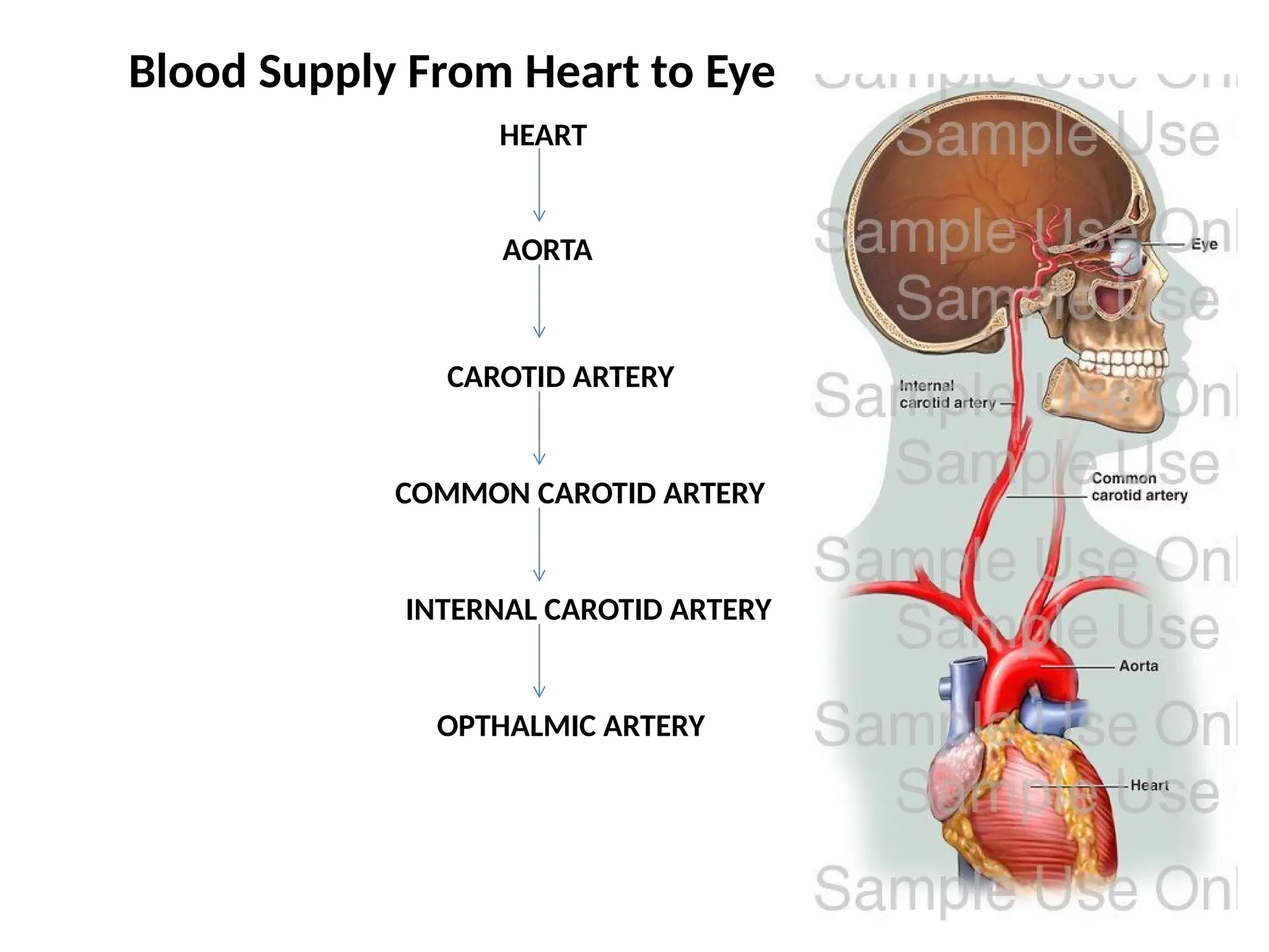 BLOOD SUPPLY TO EYE.pptx BLOOD SUPPLY TO EYE | PPTX | Eye and Vision ...