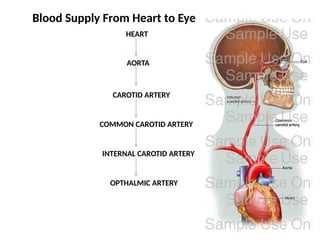 BLOOD SUPPLY TO EYE.pptx BLOOD SUPPLY TO EYE | PPTX | Eye and Vision ...