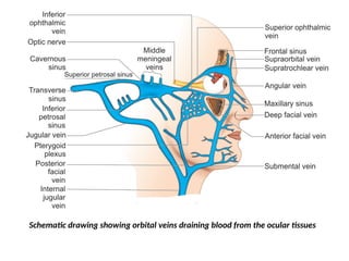 BLOOD SUPPLY TO EYE.pptx BLOOD SUPPLY TO EYE | PPTX | Eye and Vision ...