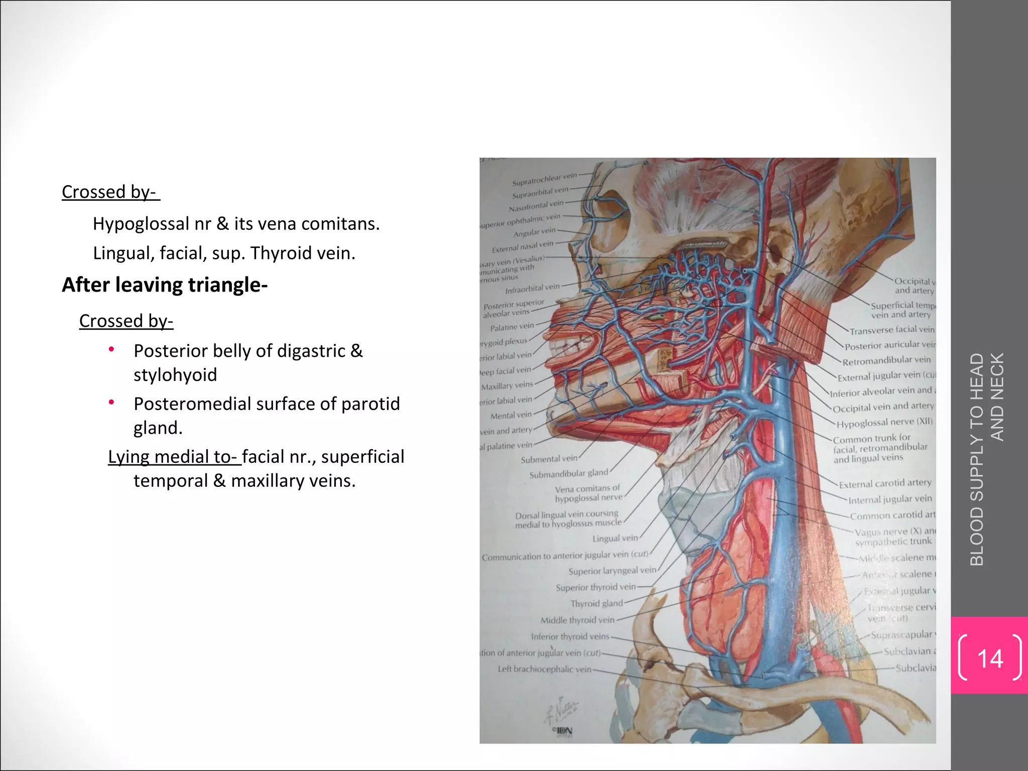 Blood supply to head and neck | PPT