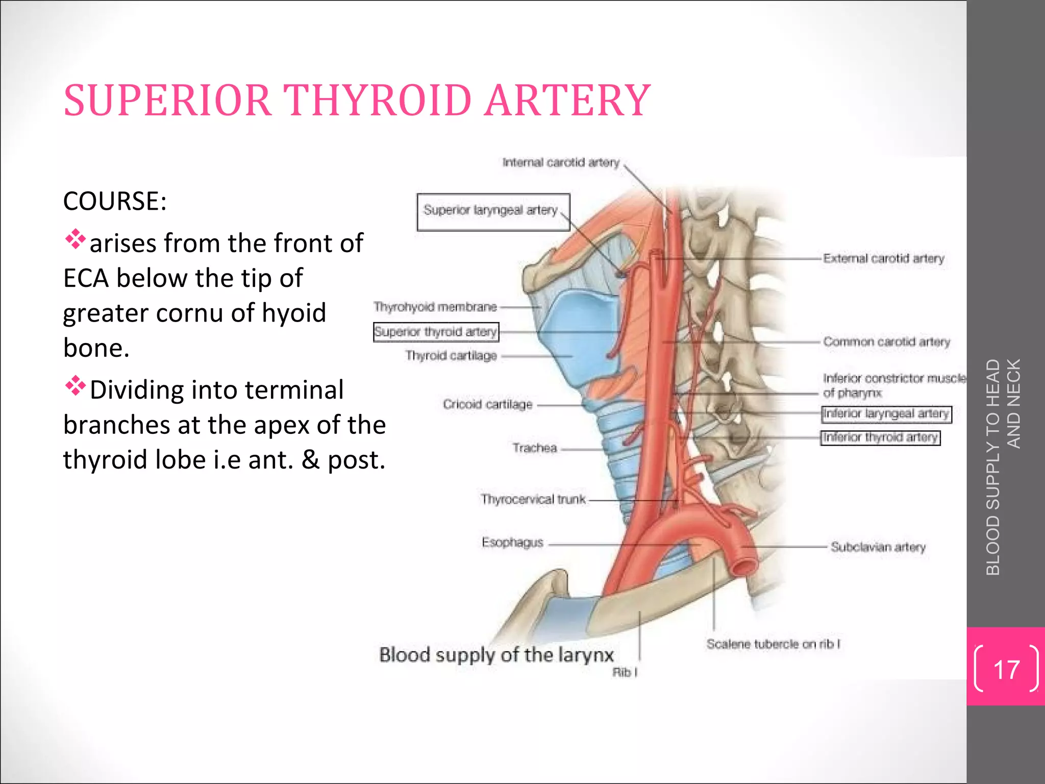 Blood supply to head and neck | PPT