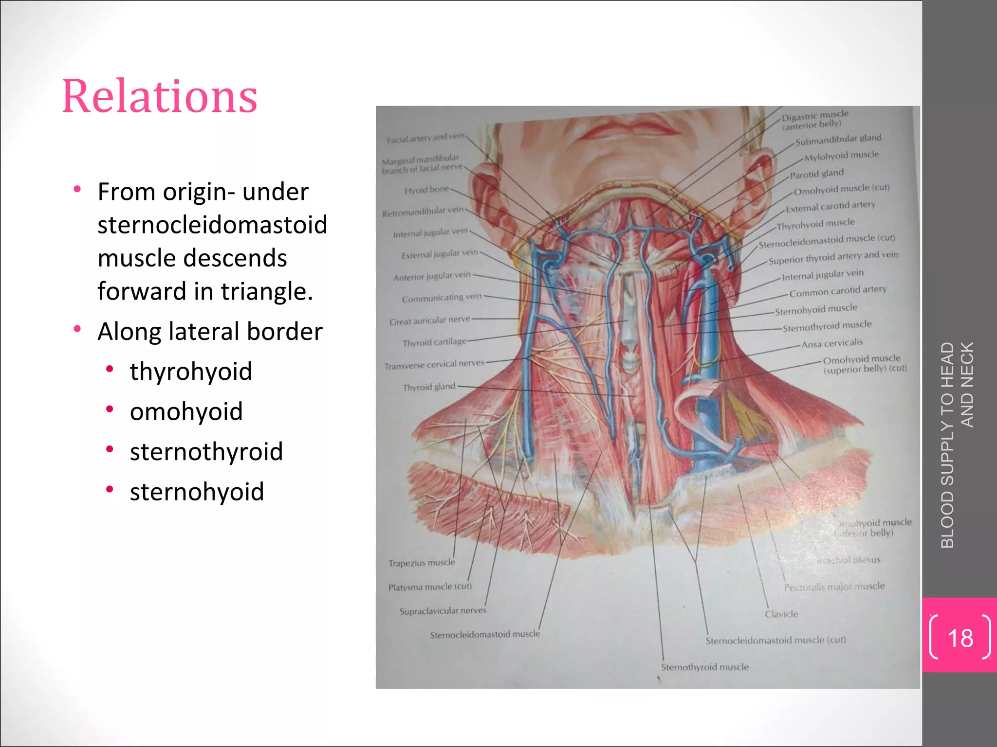 Blood supply to head and neck | PPT