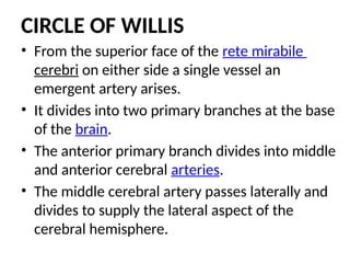 blood supply to head, Veterinary anatomy | PPTX