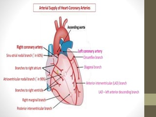 Blood supply to heart | PPTX
