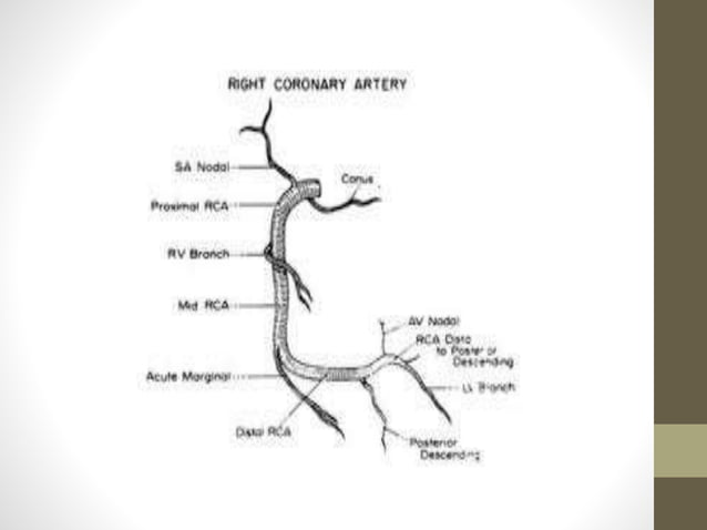 Blood supply to heart | PPTX | Heart and Cardiovascular Diseases ...