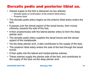 arterial and venous Blood supply to lower limbs | PPT