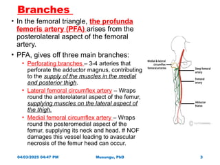 arterial and venous Blood supply to lower limbs | PPT