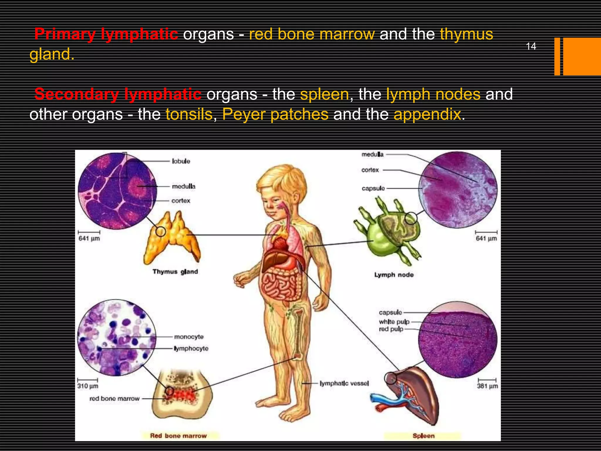 Blood supplyand lymphatic drainage to oral cavity | PPTX