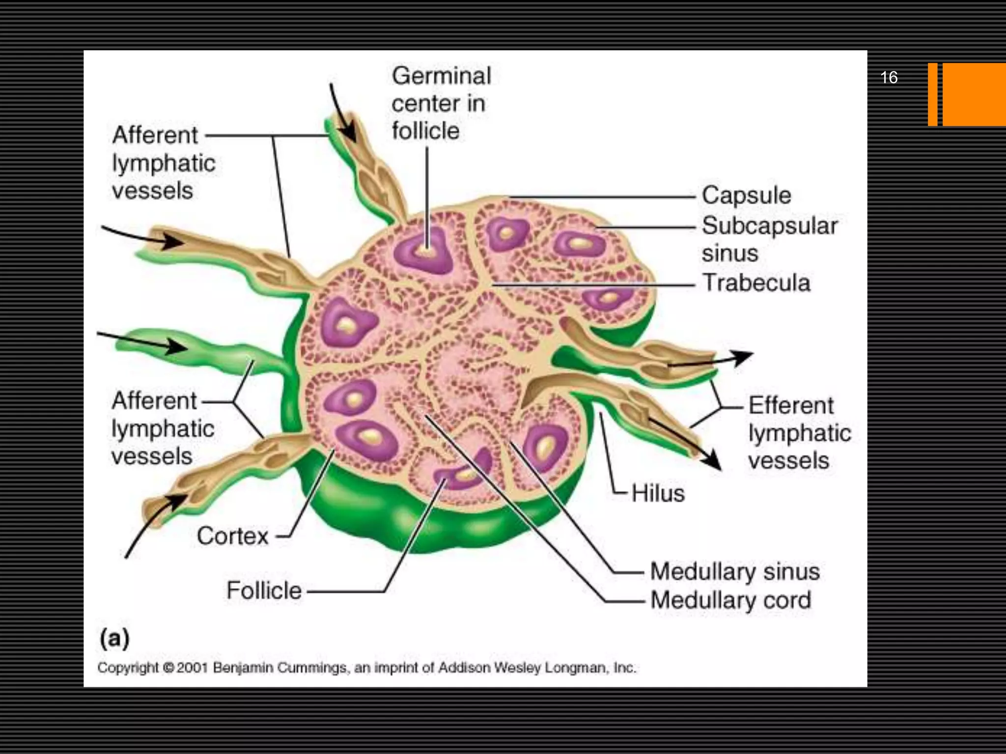 Blood supplyand lymphatic drainage to oral cavity | PPTX