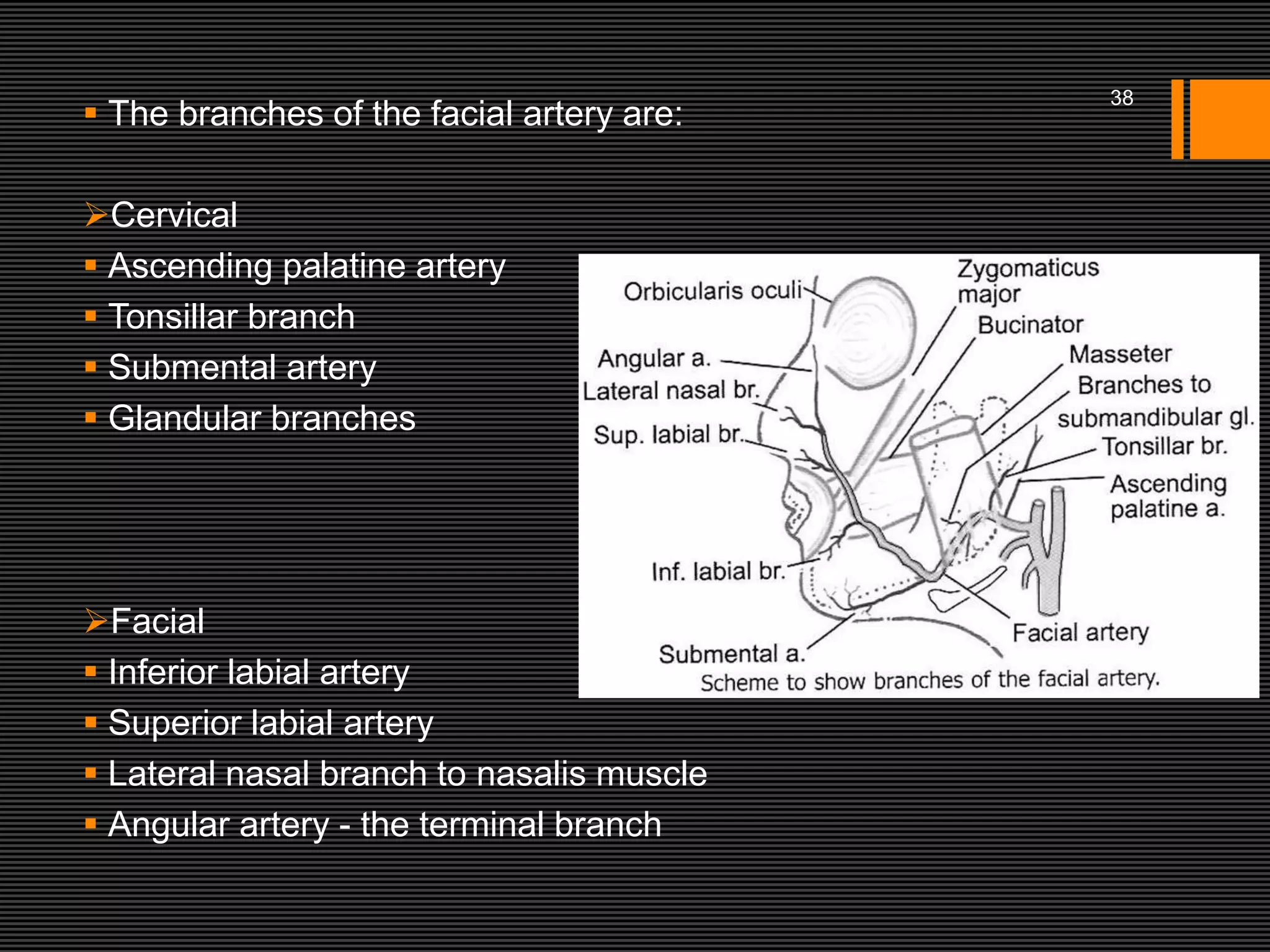 Blood supplyand lymphatic drainage to oral cavity | PPTX