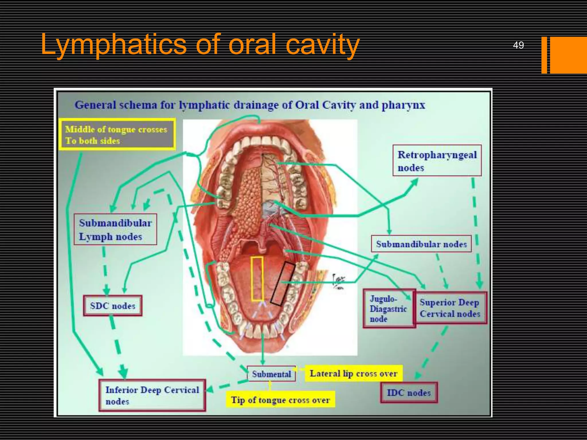 Blood supplyand lymphatic drainage to oral cavity | PPTX