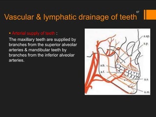 Blood supplyand lymphatic drainage to oral cavity | PPTX