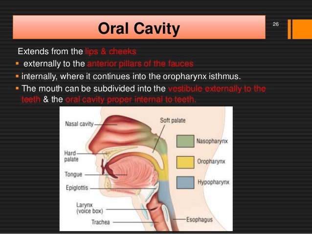 Blood supplyand lymphatic drainage to oral cavity
