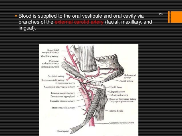 Lymphatic Drainage Of Oral Cavity – EHTN