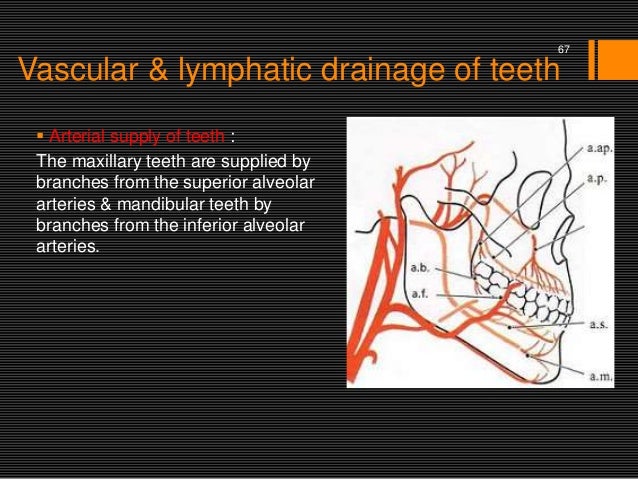 Blood supplyand lymphatic drainage to oral cavity