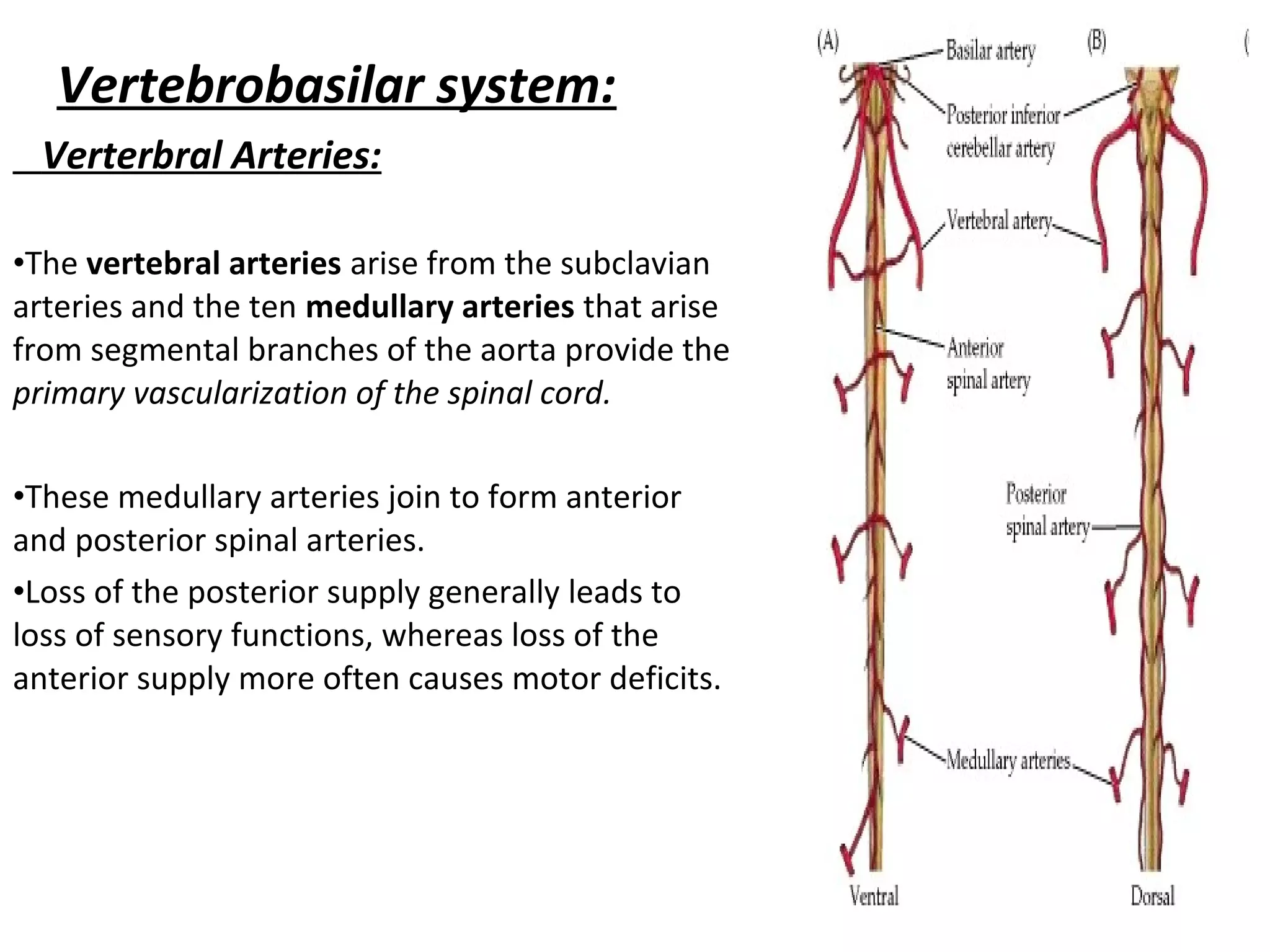 Blood supply to the brain | PPT
