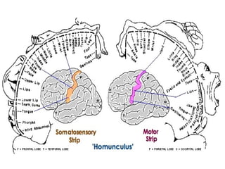 Middle Cerebral Artery Homunculus