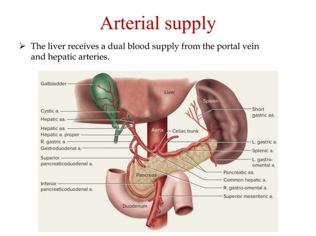 Blood supply of the liver | PPT