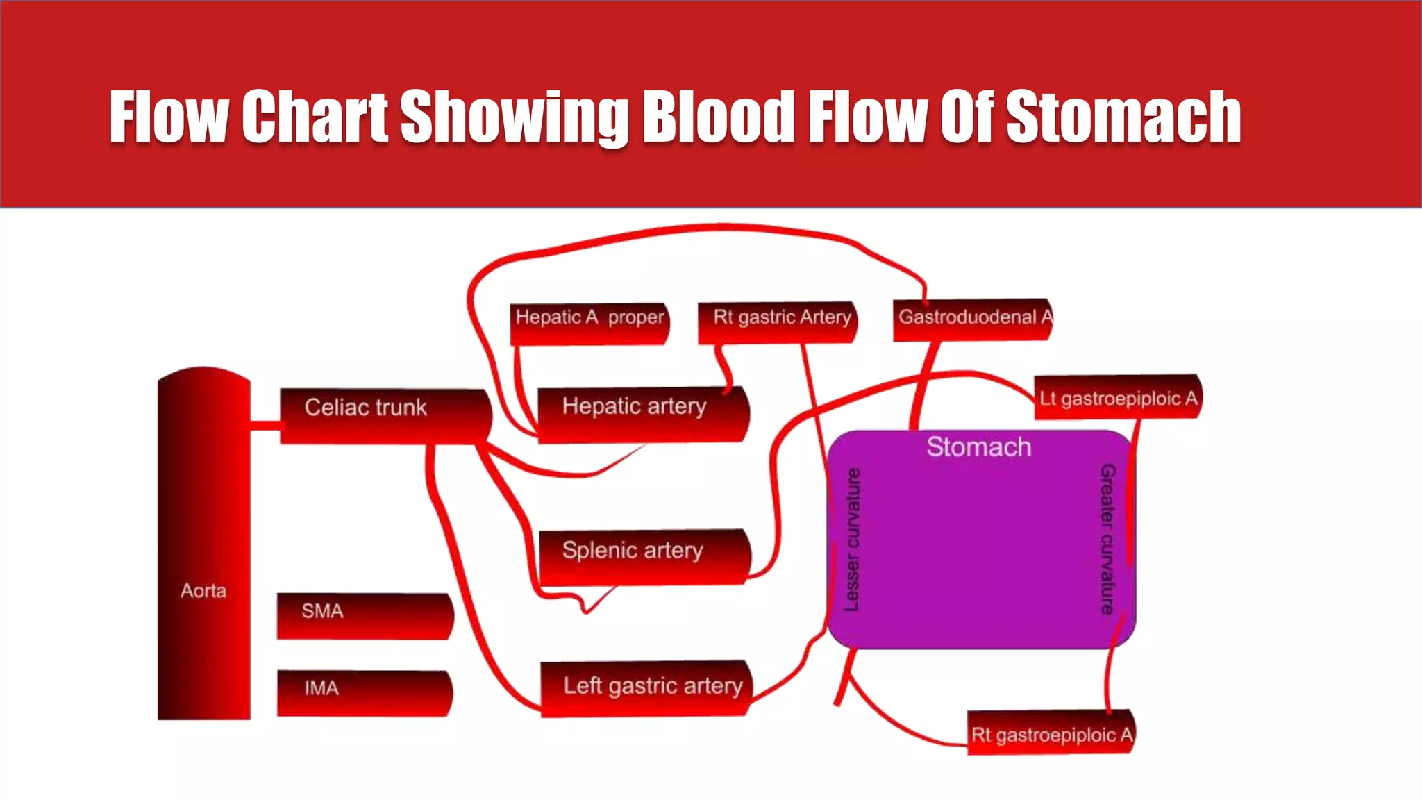 BLOOD SUPPLY TO THE STOMACH AQ.pptx