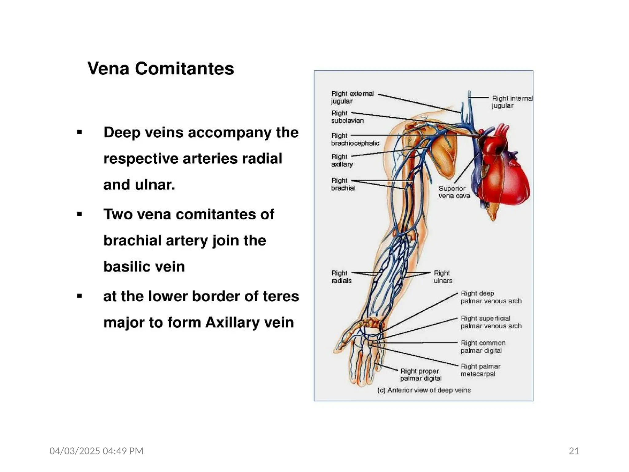 Arterial Blood supply to upper limbs.pptx