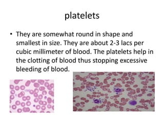 Blood {the circulating fluid in our body | PPT