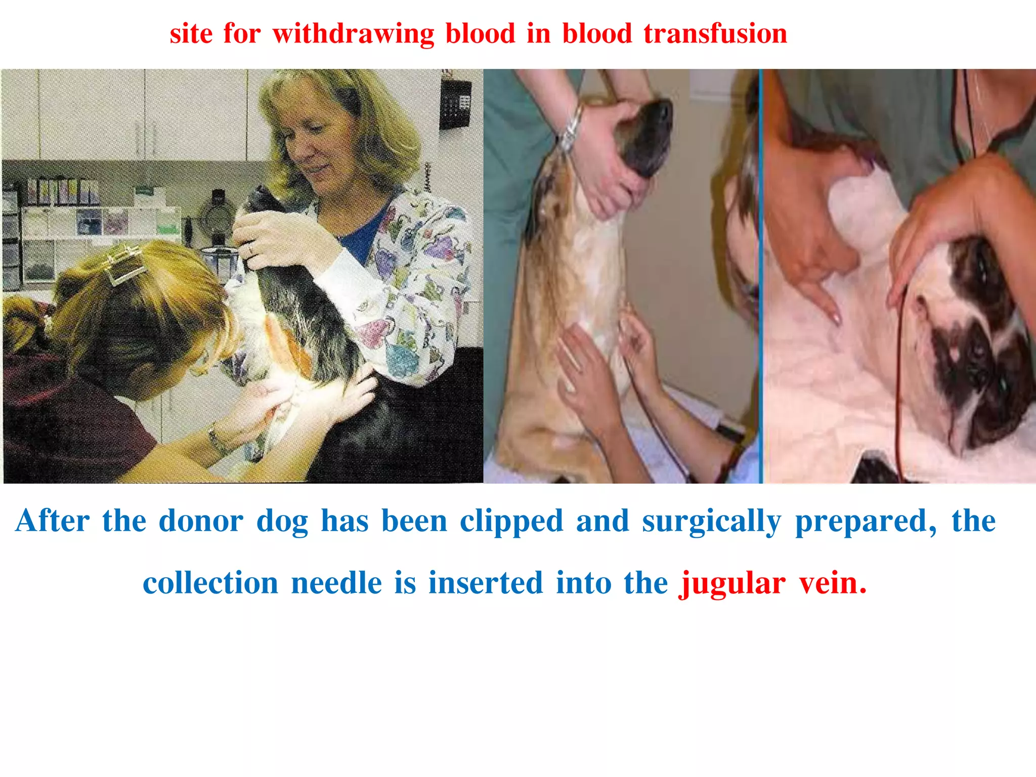 Blood transfusion | PPTX