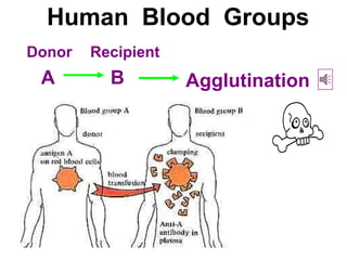 BLOOD TRANSFUSION. BLOOD GROUPING AND TRASFUSION | PPTX