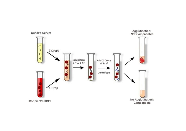 Blood transfusion uses and its hazard'ss | PPT