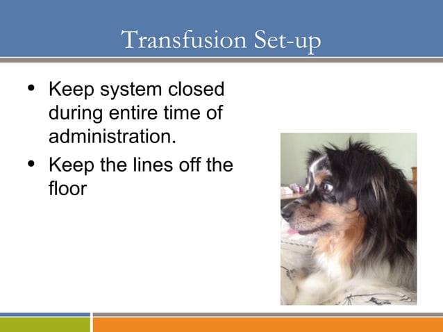 Blood Transfusion for the Veterinary Technician | PPT