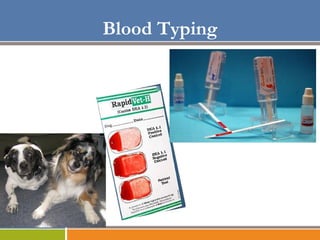 Blood Transfusion for the Veterinary Technician | PPT