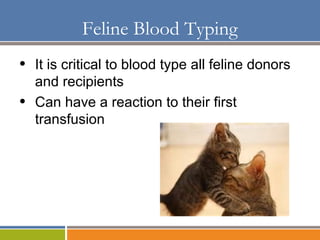 Blood Transfusion for the Veterinary Technician | PPT