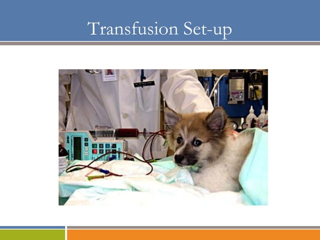 Blood Transfusion for the Veterinary Technician | PPT