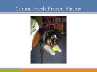Fresh Frozen Plasma Dog