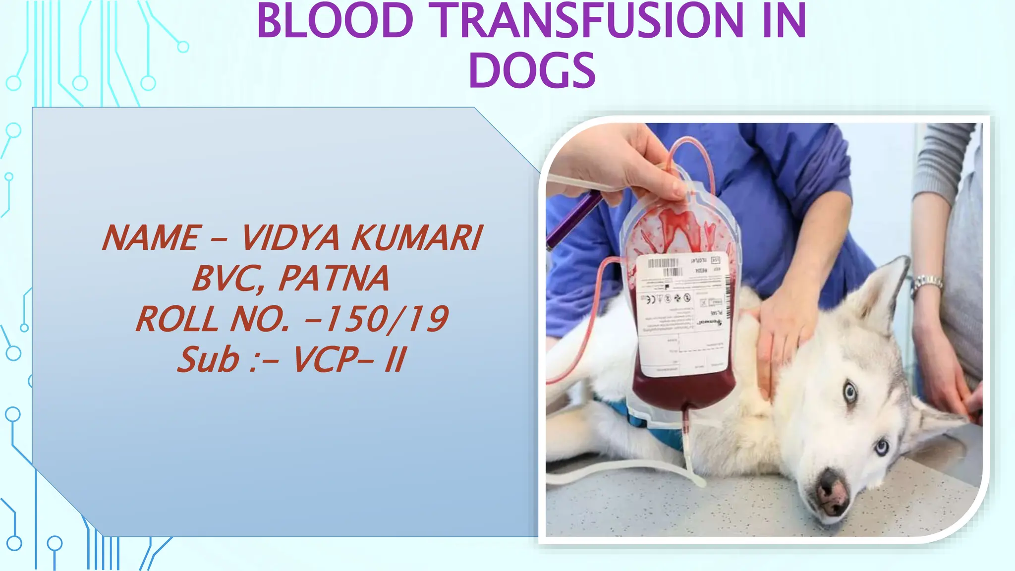 blood transfusion in dogs blood transfusion in small animals | PPTX