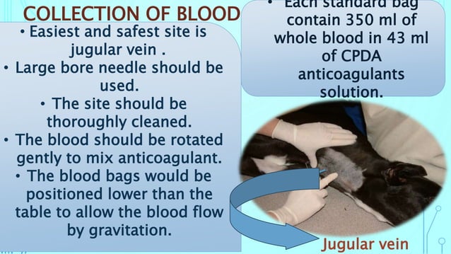 blood transfusion in dogs blood transfusion in small animals | PPTX