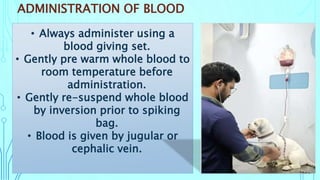 blood transfusion in dogs blood transfusion in small animals | PPTX