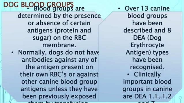 blood transfusion in dogs blood transfusion in small animals | PPT