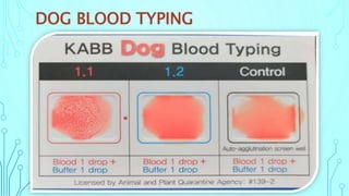 blood transfusion in dogs blood transfusion in small animals | PPTX
