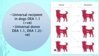 blood transfusion in dogs blood transfusion in small animals | PPTX
