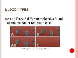 Blood Types | PPTX