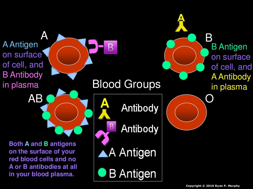 Blood Cells And Blood Type Lesson PowerPoint Make Blood Soup blood-cells-and-blood-type-lesson-powerpoint-make-blood-soup