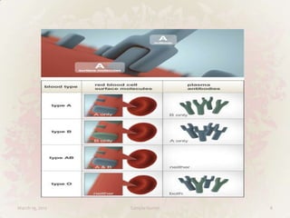 Blood types powerpoint presentation | PPTX