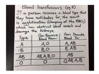 Blood types notes | PPTX