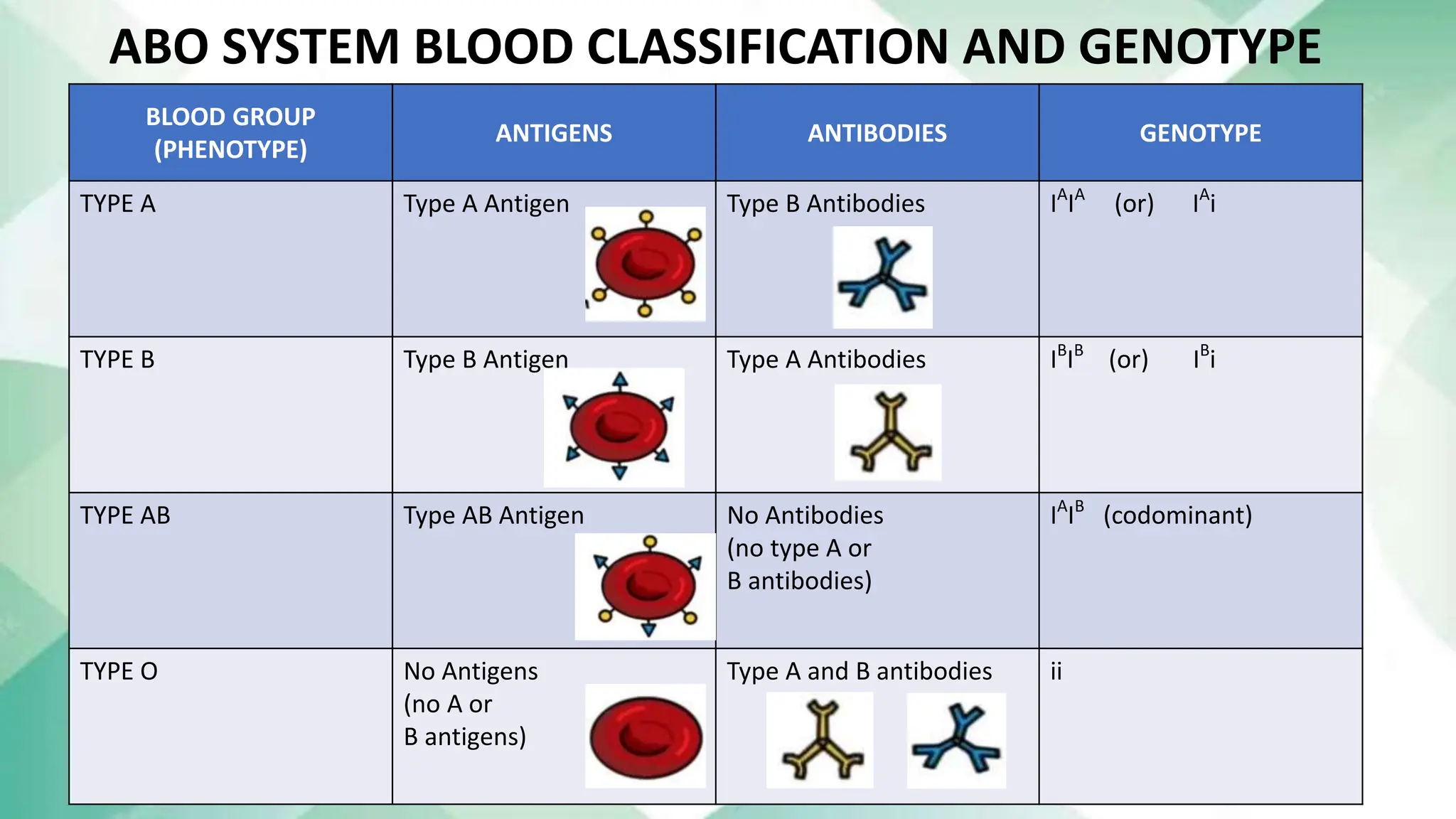 blood types and its information for school | PPTX | Infectious Diseases ...